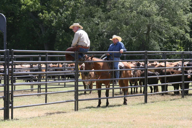 Usa 12 Ft Powder Coated/galvanized Livestock Cattle Corral Panels And ...