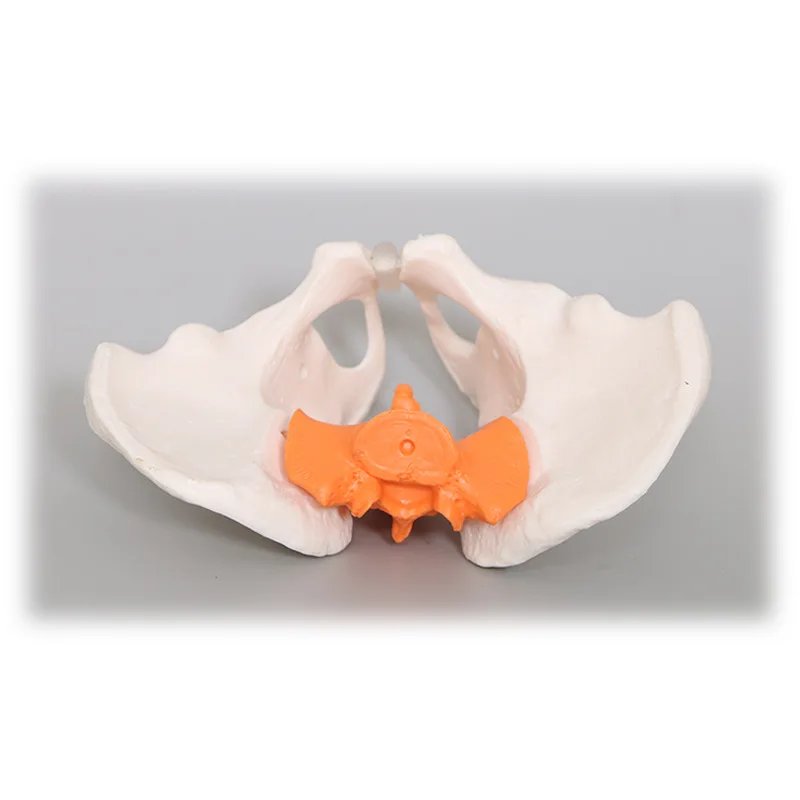 Human Skeletal Anatomical Model with Sacrum and Hip Scalable Mini ...