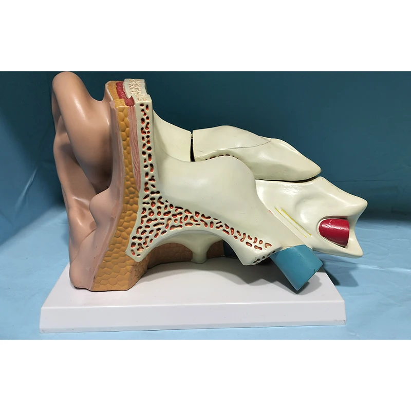 Anatomical model of human bones Enlarge the ear anatomical model by 5 ...