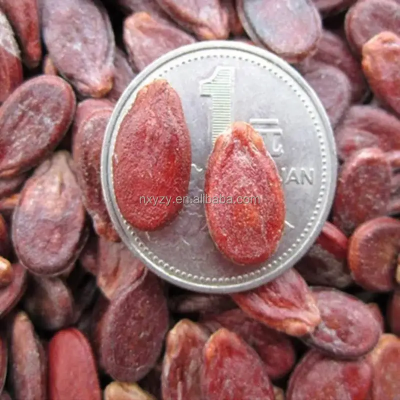 Hot Selling Inner Mongolian Red Color Watermelon Seeds Melon Seeds ...