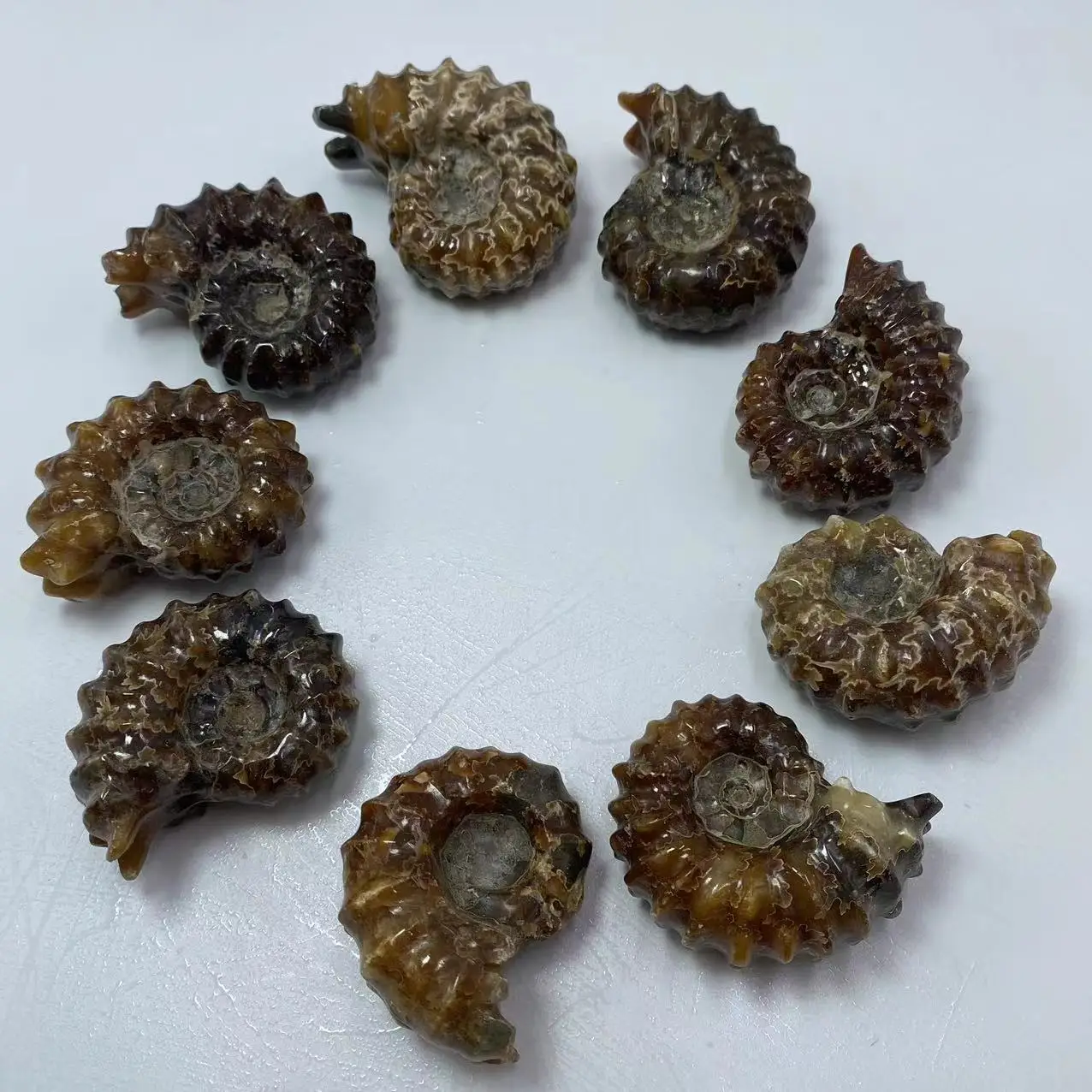 Wholesale Ammonite Snail Conch Fossil Natural Ammonite Fossil - Buy ...
