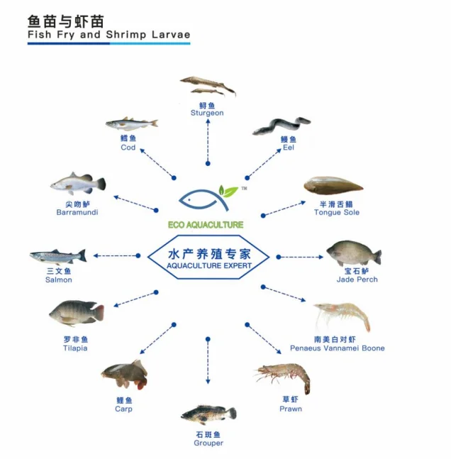 Eco Ras Shrimp Farming,Aquaculture Ras Systems,Recirculating ...