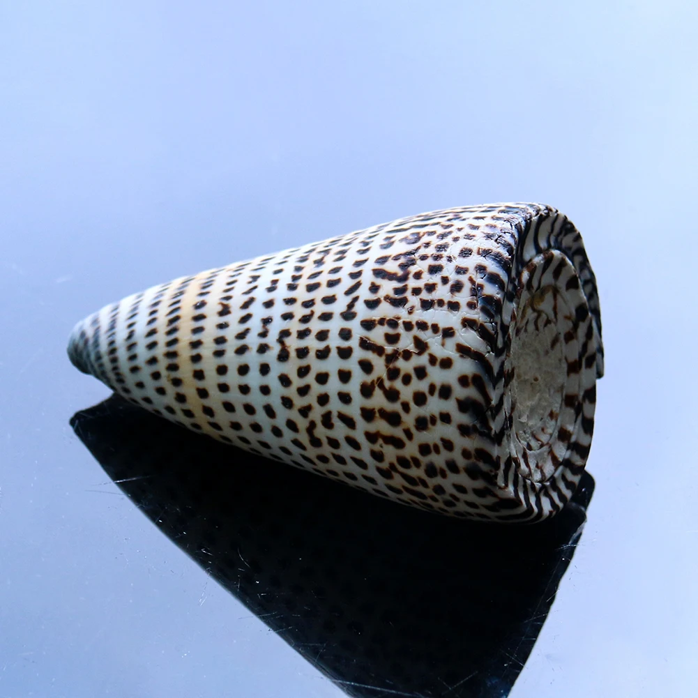 Natural Black Corn Conch Sea Shell Natural Seashell Specimen Beach ...