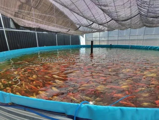 SDM 2025 Aquaculture System Fish Farming Ras Fish Farm| Alibaba.com