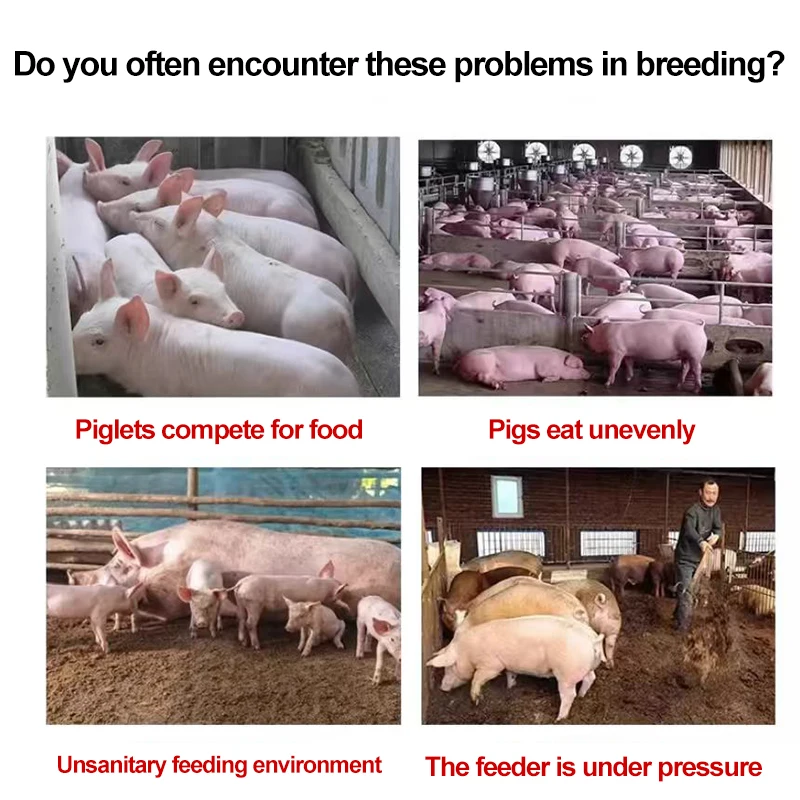 Plastic Pig Feeding Equipment - Automatic Feeder for Pigs