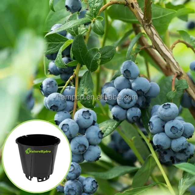 Wholesale 25l 30l 35l 40l Square Blueberry Pot Round Blueberry ...