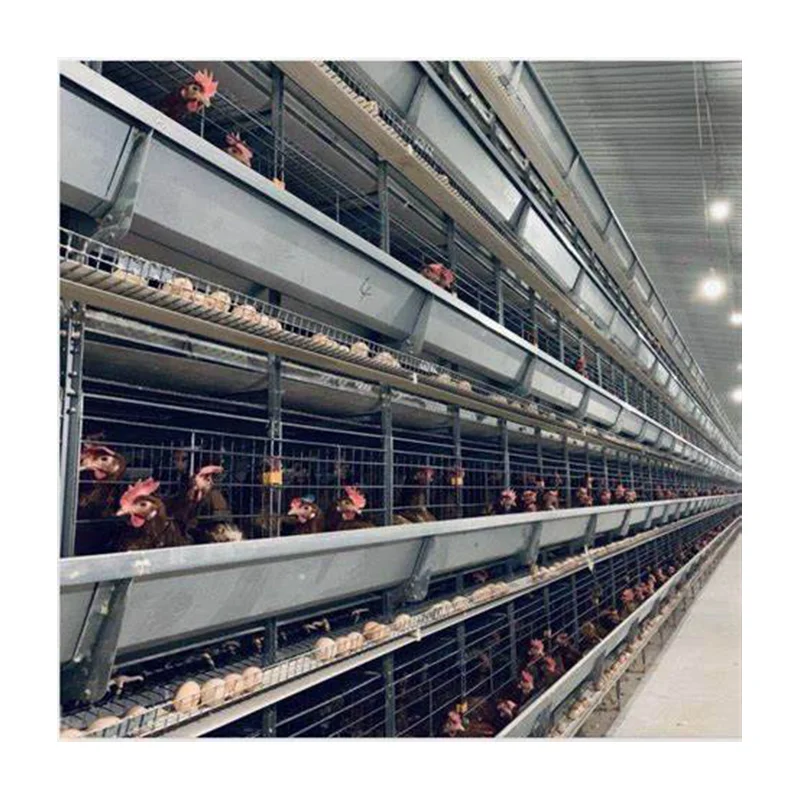 1000 chickens Farm Battery Egg Layer Chicken Cage in Kenya South Africa ...