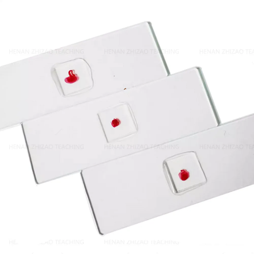 Taenia Solium Scolex W.m - Microscope Slides for Education