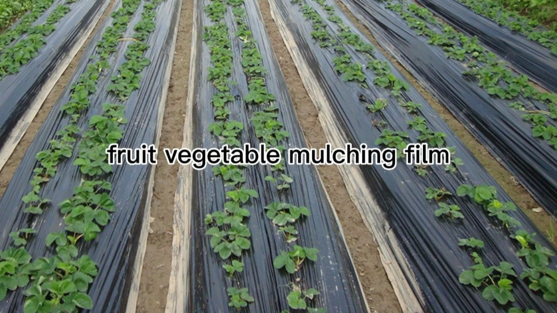 Agriculture Black Silver Mulch/plastic Film Mulch/pe Silver Black Mulch ...