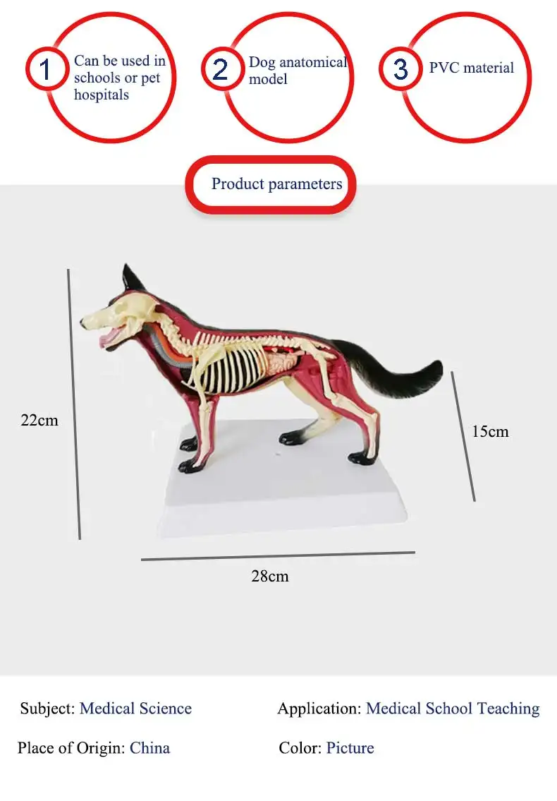Life Size Dog Torso and Trunk Anatomy Anatomical Model