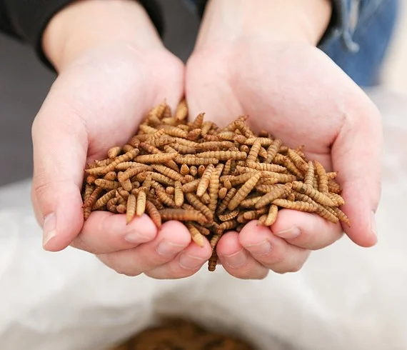Wholesale Dried Black Soldier Flies Larva Maggots Insects High Protein ...