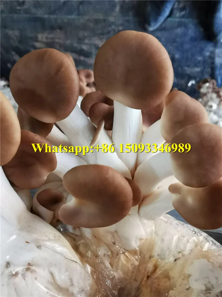 Mushroom Substrate Bag Packing Machine/fungus Growing Bag Filling Inoculation Sticks Twist ...