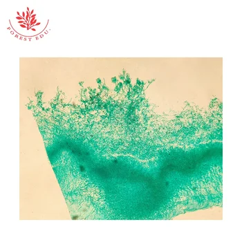 Forest Biology Teaching Penicillium Microscope Slide Microbial And ...