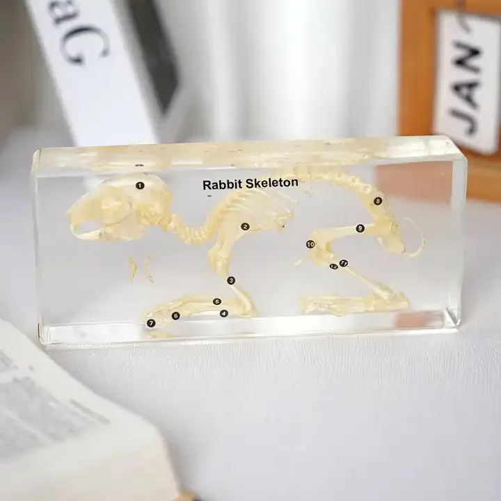 Rabbit Skeleton Specimen Animal Paperweight Taxidermy Collection ...
