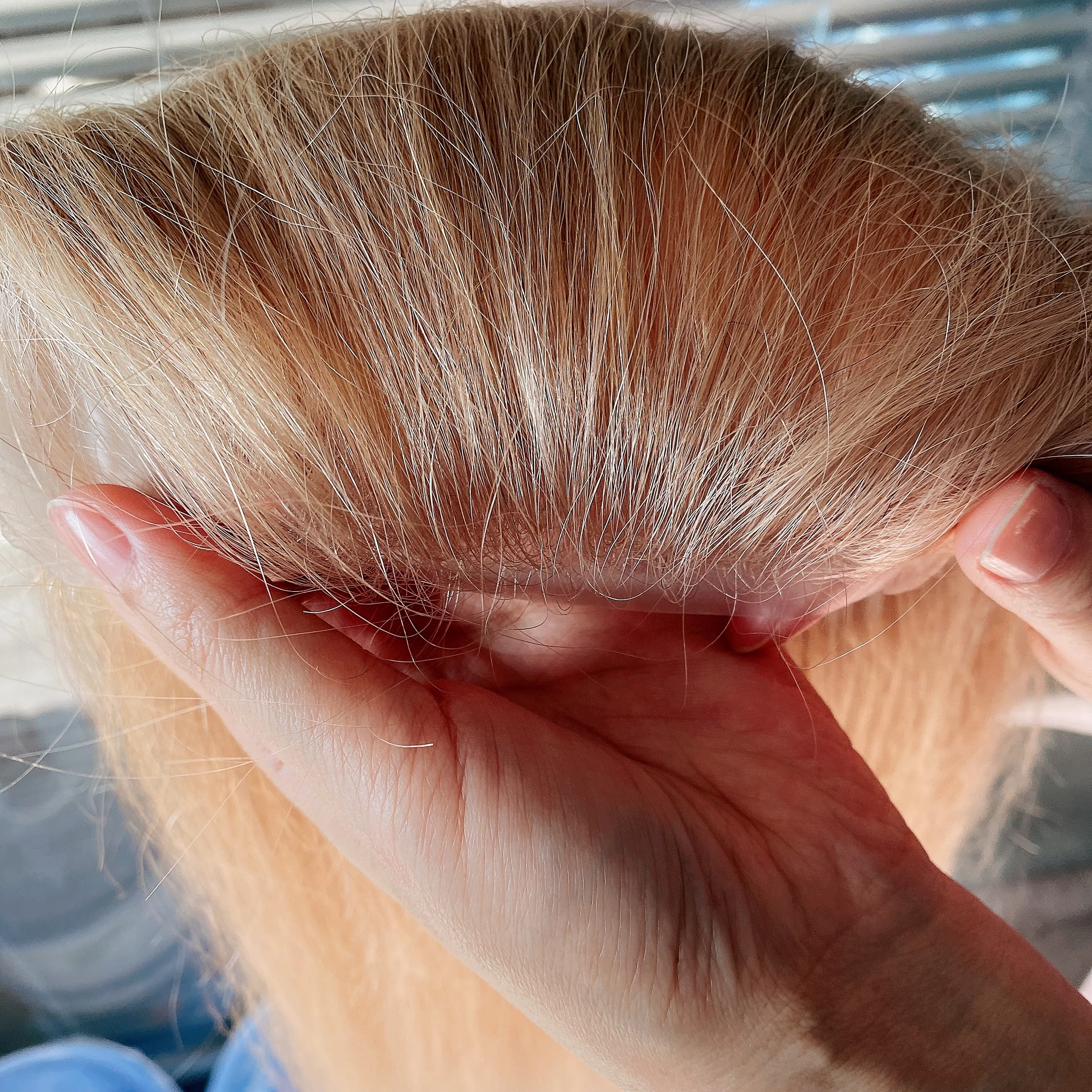 100% Real Raw Human Hair Color #22 - 180% Density Topper
