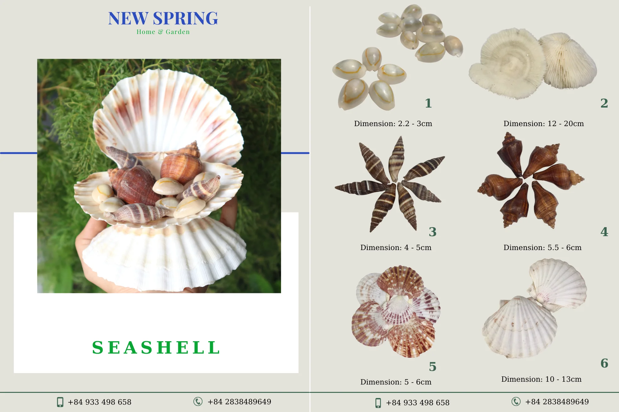 High Quality Natural Decorative Craft Mix Sea Shells For Home ...