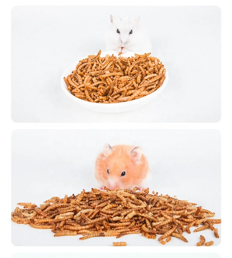20kg In Bulk Bread Worm Yellow Mealworm Bird Turtle Hamster Food Snack ...