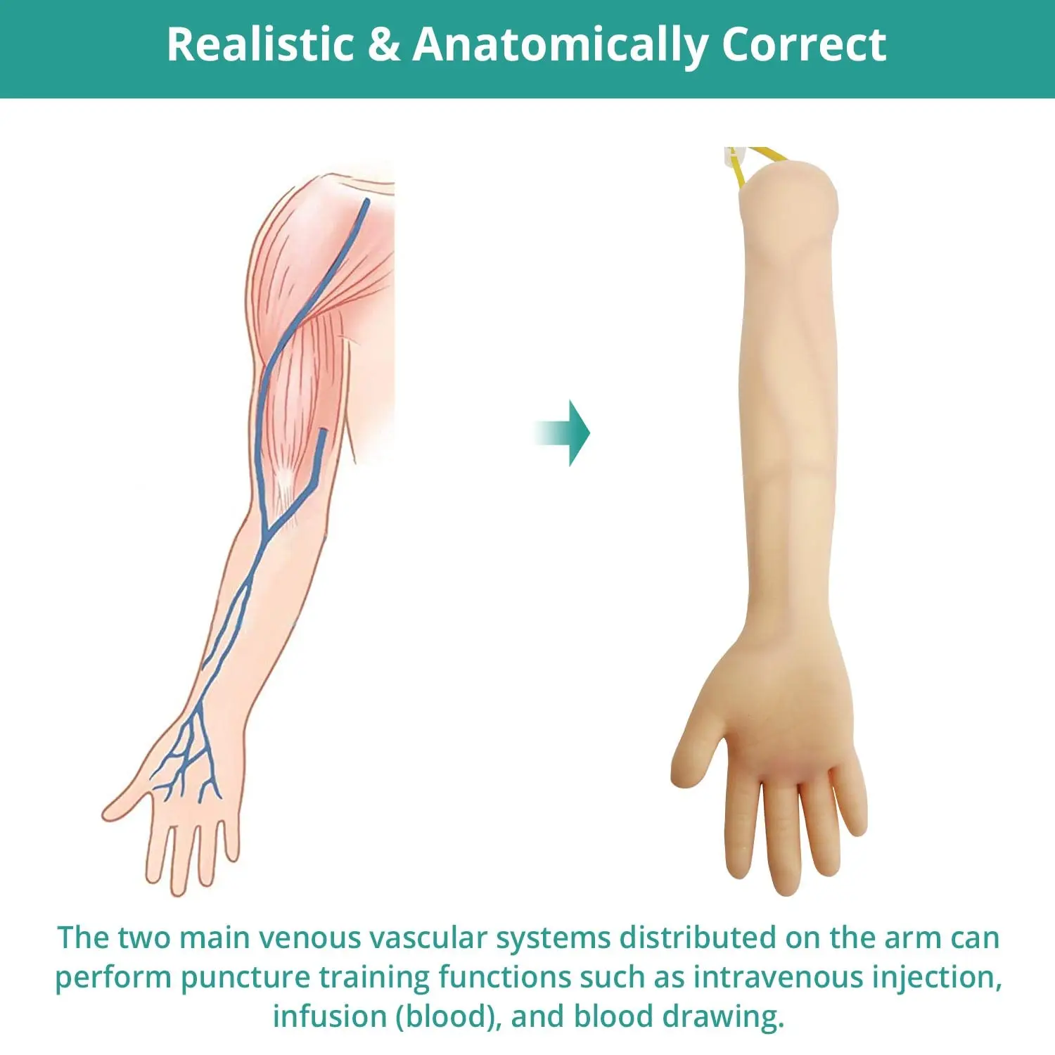 Medical Science Arm Injection Model Practice Kit for Training Model ...