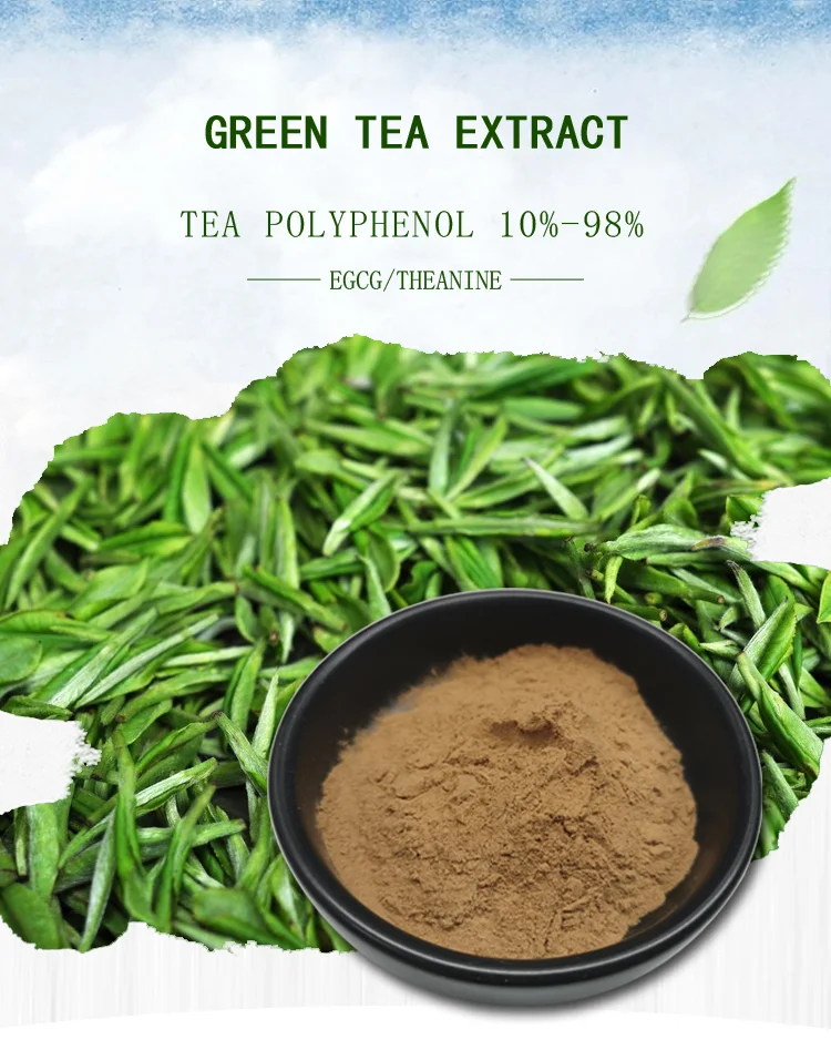 Natural Green Tea Extract Epicatechin Powder - Polyphenols
