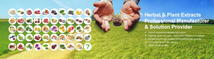 Fst Biotec Supply 10:1 Radix Isatidis Isatis Indigotica Fort Extract ...