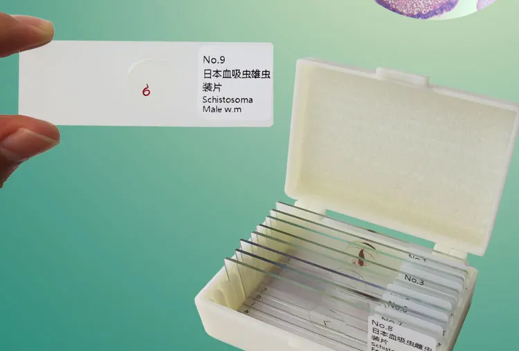 Malaria Prepared Biology Parasite Slides - 10 Clear Cell Staining ...
