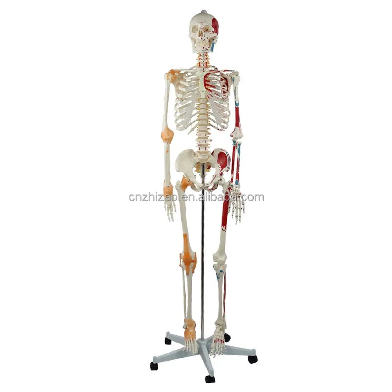 Life-sized Human Skeleton Simulator for Anatomy Education