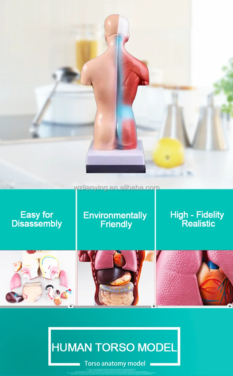 Unisex Human Torso Model - Detailed Anatomy for Teaching