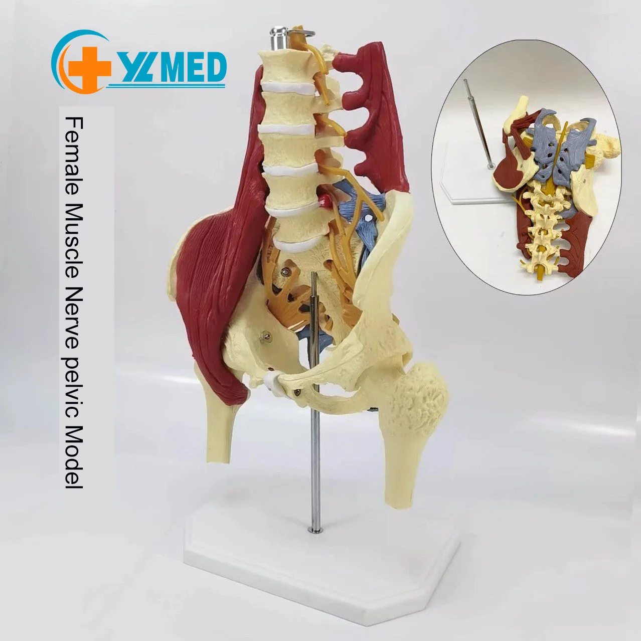 Female Pelvic With Lumbar Vertebra Muscle Model Human Skeleton Anatomy ...