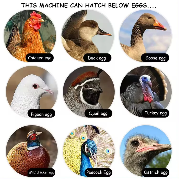 Large Capacity Multifunction Automatic Chicken Duck Goose Turkey Egg ...