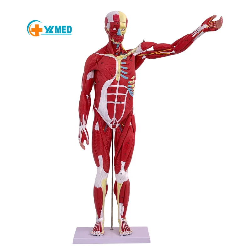 Removable 78cm Medical Muscle Anatomy Model for Educational Use ...