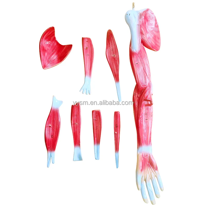 Human Superior Limbs Muscle Anatomy Model Medical Teaching 3D Muscle ...