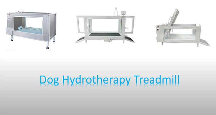 Say Hello to a Happier, Healthier Pet with Our Treadmill at Their Side ...