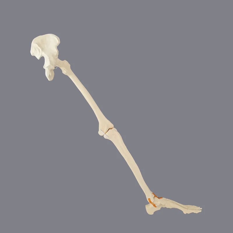 Kyrenmed Sawbones Foam Lower Limb Hip Bone With Foot Hemi Pelvis With ...