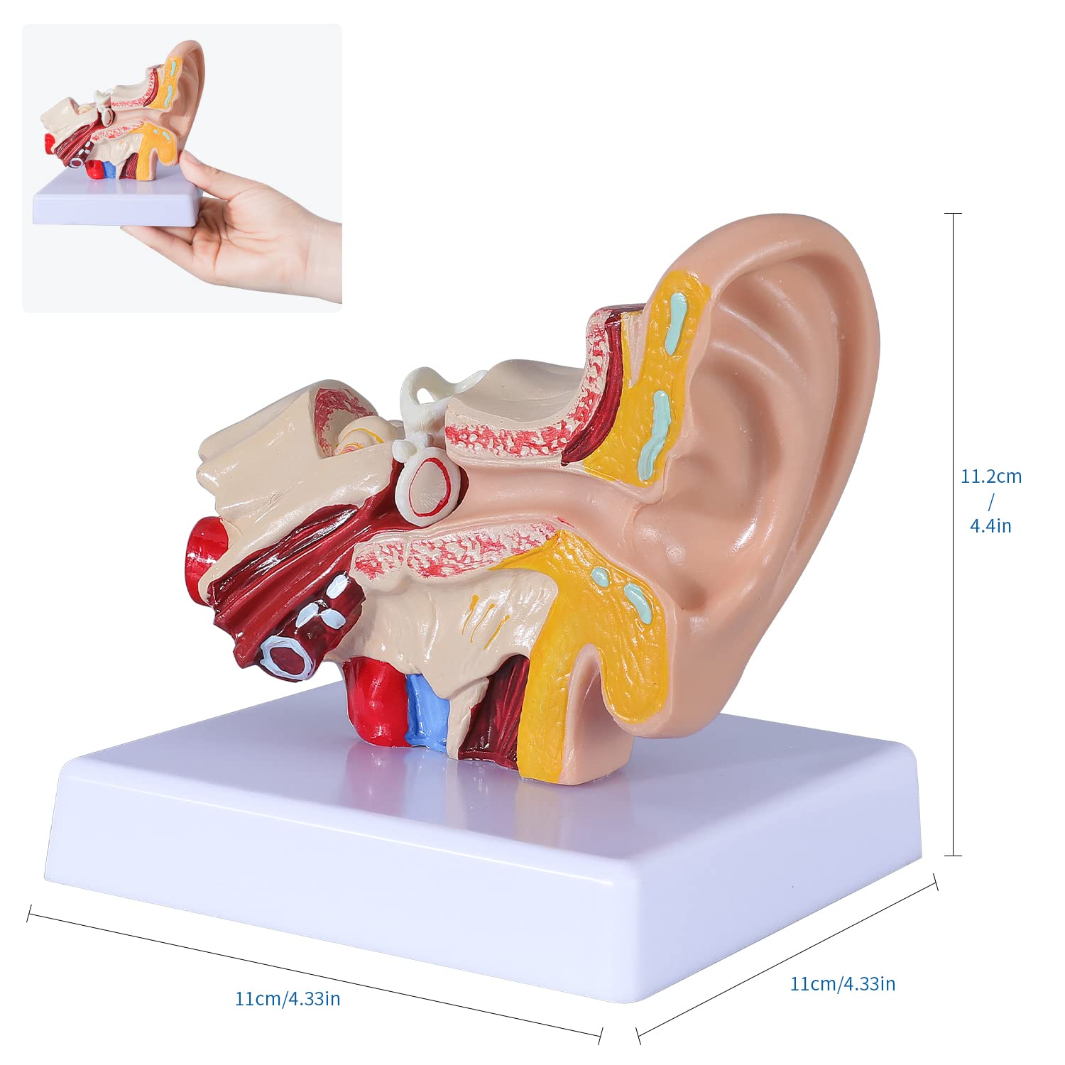 Human Ear Model Anatomy - Enlarged 3D Ear Model for Training
