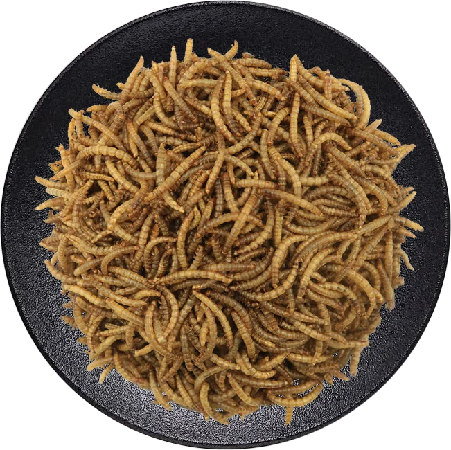 Meal Worms Edible Bug Real Insects Dried Mealworm| Alibaba.com