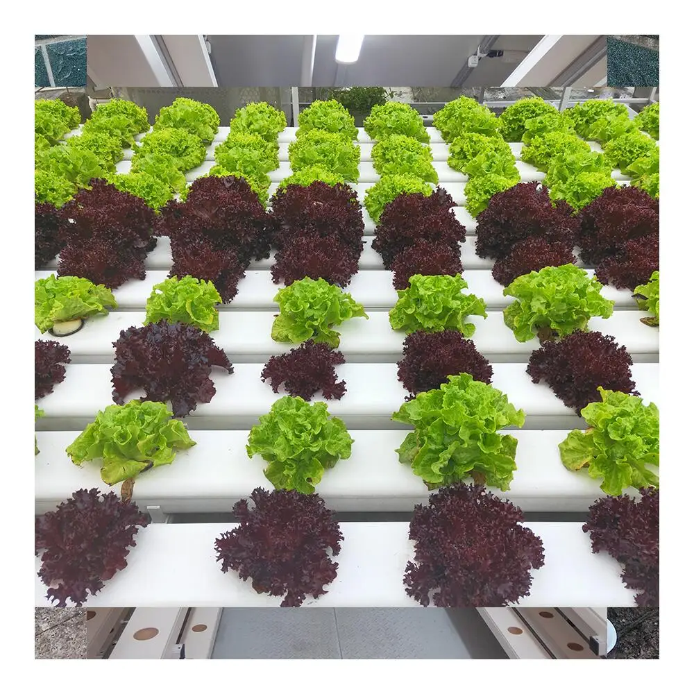 Soilless Cultivation Hydroponic Tube Plant Vegetables Fruits Flowers in ...