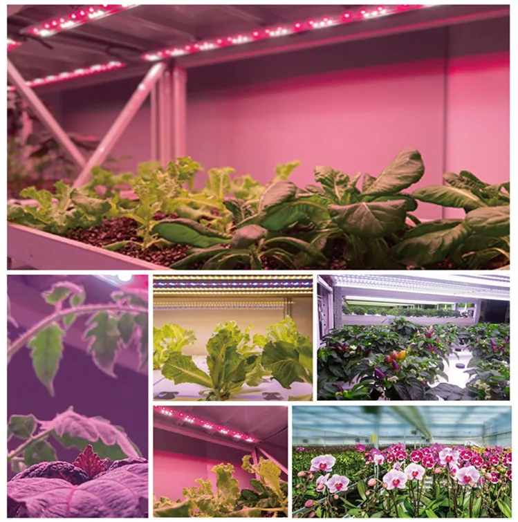 T5 T8 Grow Led Tube Light 8ft 4ft Red Blue Full Spectrum Led Grow Tube ...