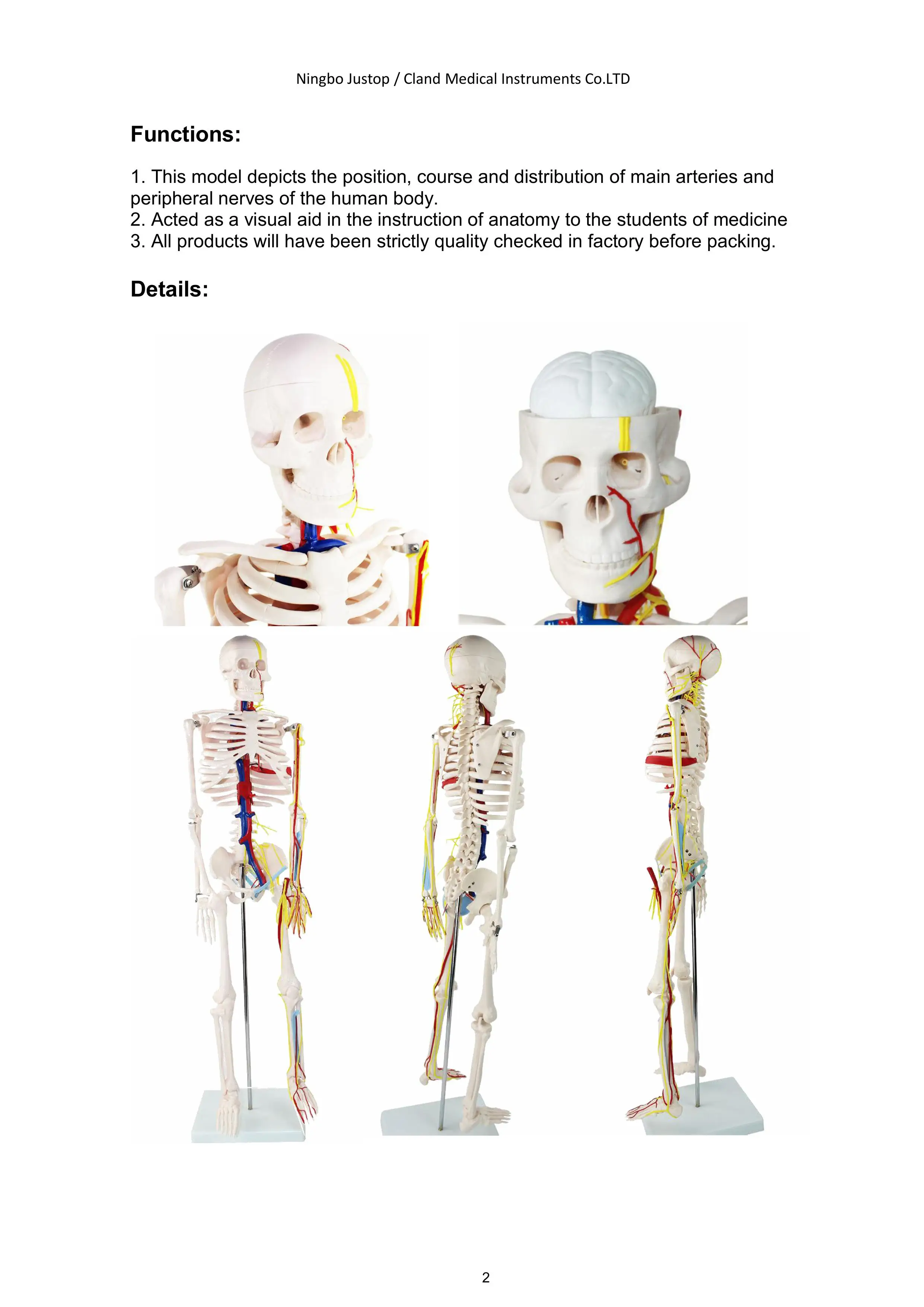 Medical Teaching PVC Flexible Simulated Removable 85cm Human Body Bone ...