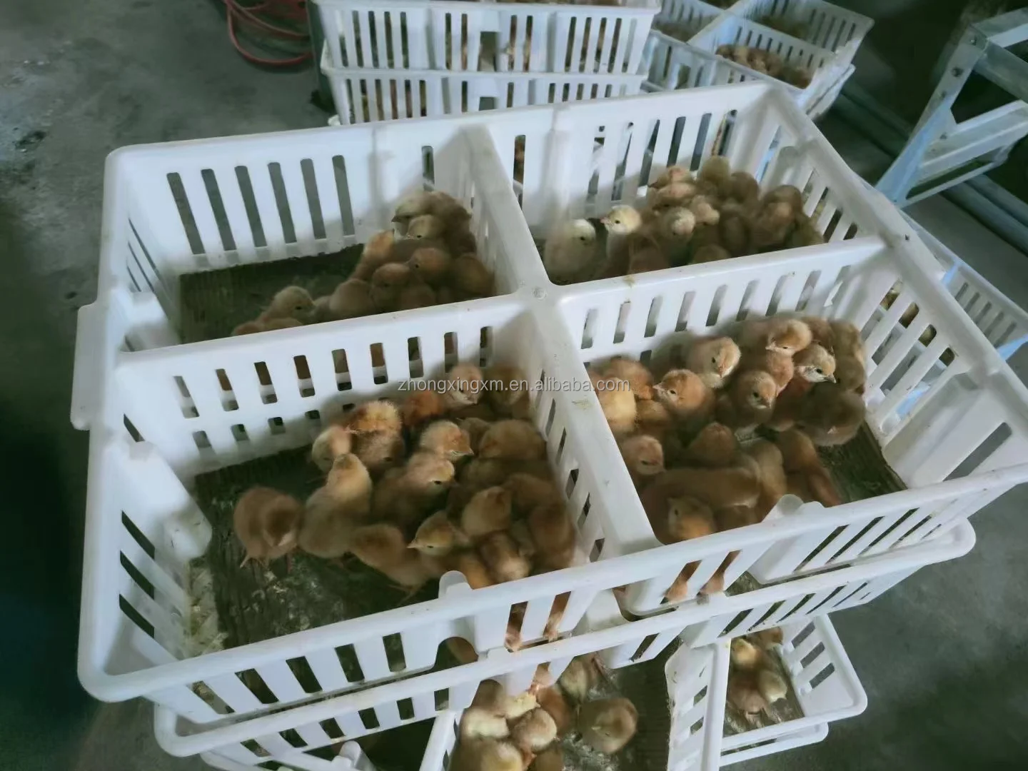 High Quality Plastic Chick Transport Crate Box Baby Chick Transport ...
