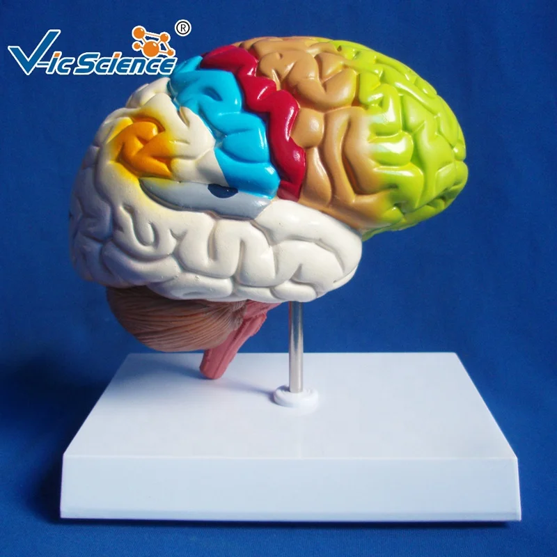 医学解剖三维模型人脑解剖教育模型脑整形模型 - Buy 解剖模型脑,解剖大脑塑性模型,人体解剖学的大脑 Product on Alibaba.com