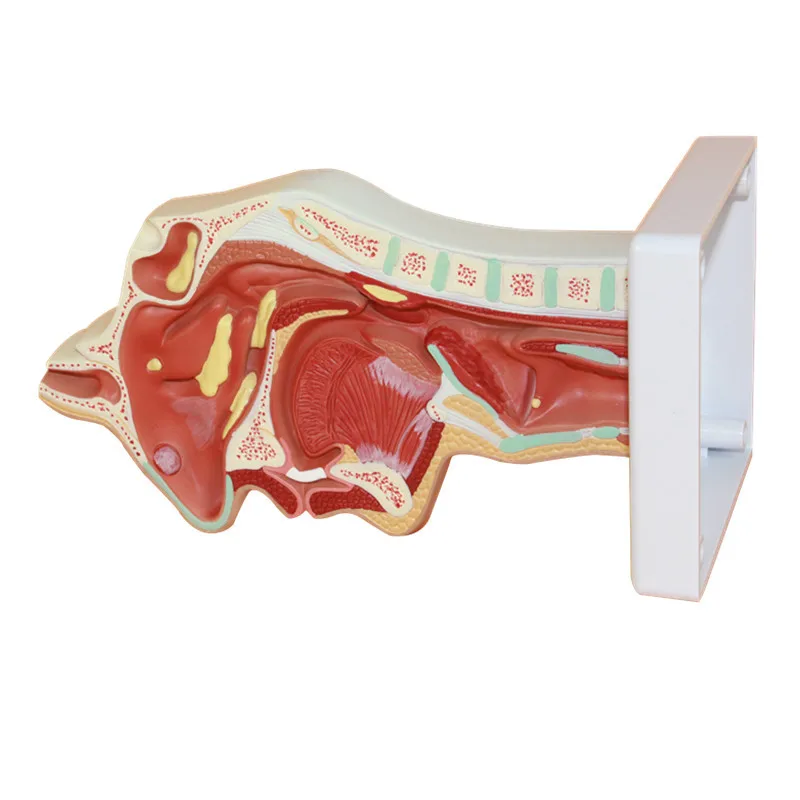 Anatomy Model of Nasal Cavity - Pathology Teaching Tool