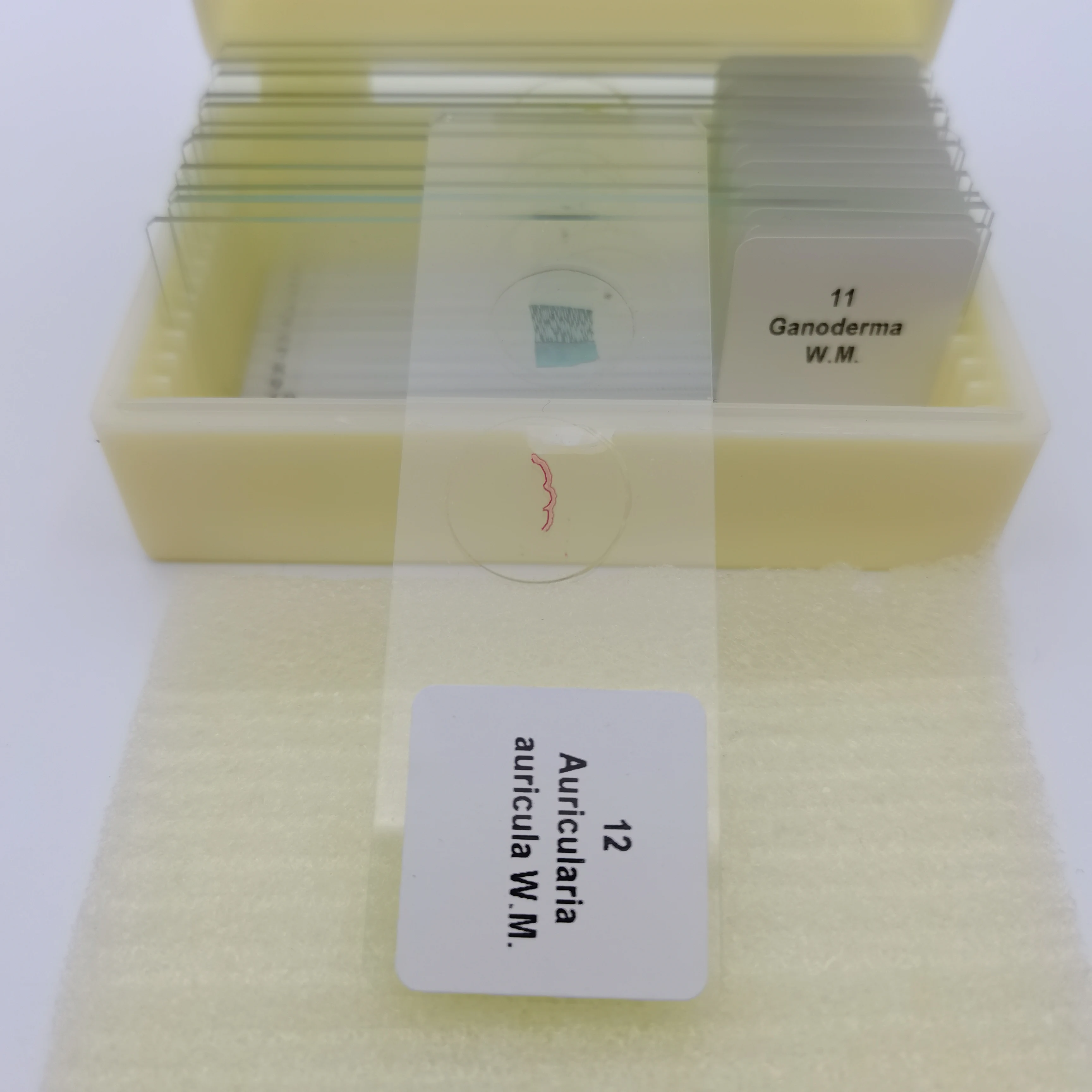 School Supplies 12pcs Set Fungi Prepared Slides Teaching Microbiology ...