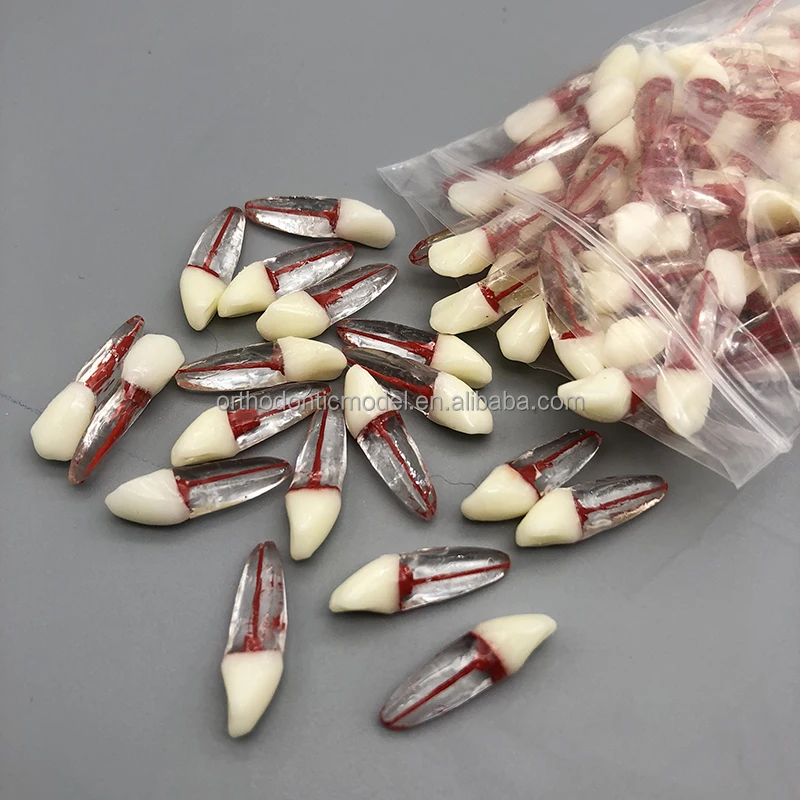 Endo Training Model - Detailed Anatomy for Practice