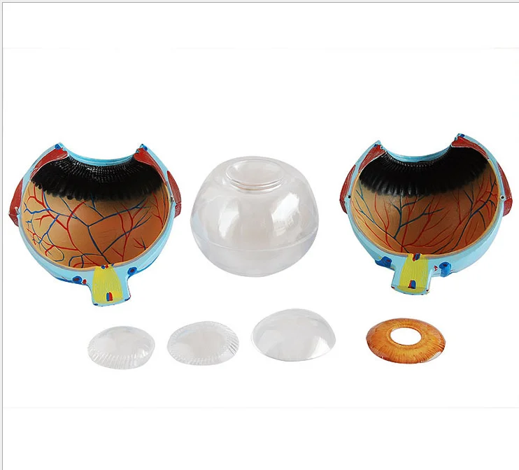 Educational Advance Eye 3D Model - Anatomical Teaching Tool