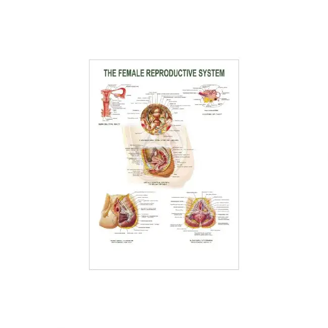 50160.15 Female Reproductive System 3d - Buy Female Reproductive System ...