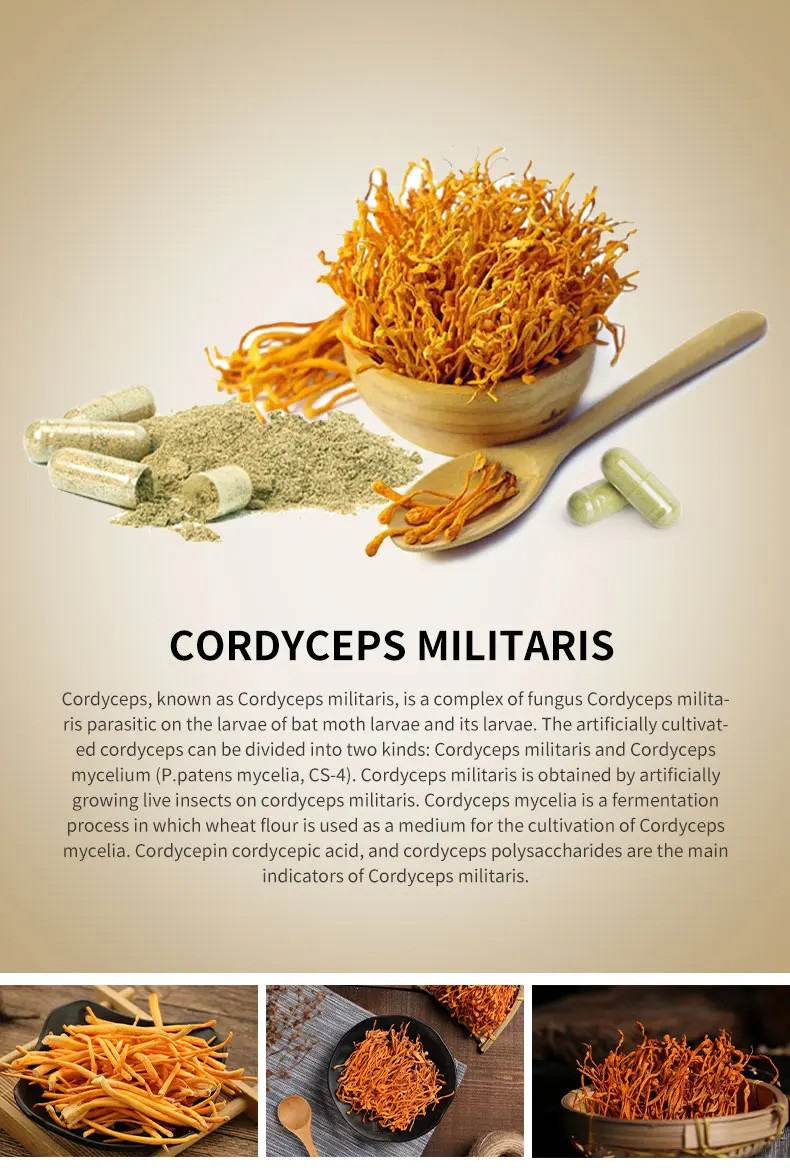 Oem Herbal Supplements Cordyceps Extract Capsules Cordyceps Sinensis ...
