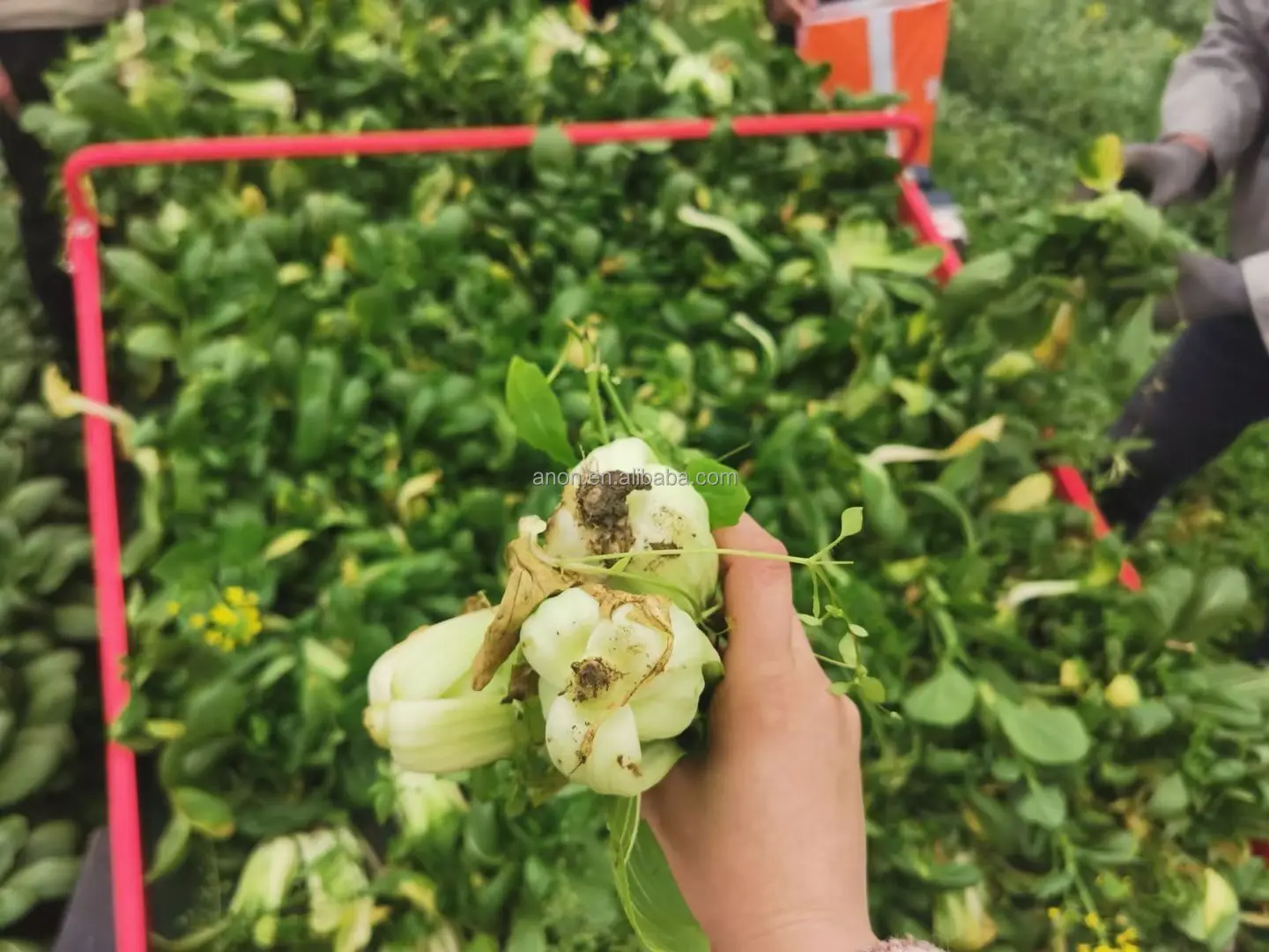 ANON Self-Propelled Vegetable Cutting & Harvesting Machine for Lettuce ...