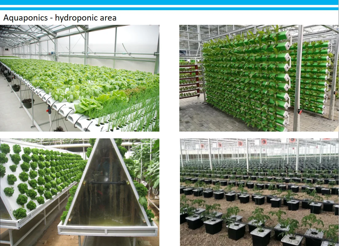 Aquaponics Growing System Aquaponics System For Fish And Vegetable ...