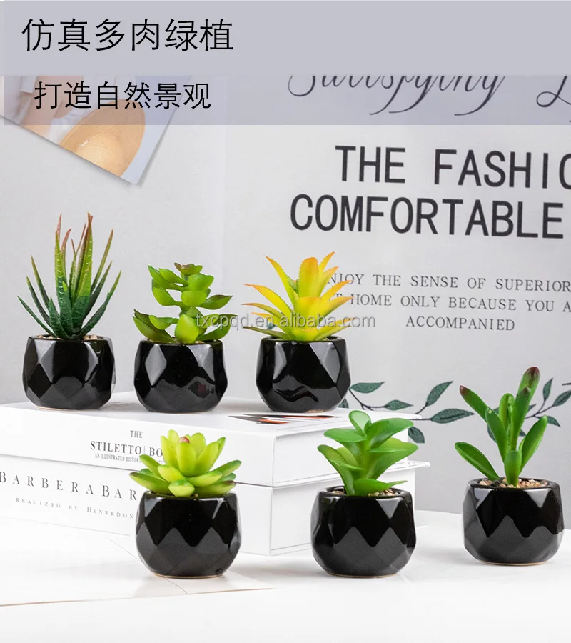 MF-LP72Wholesale Succulents with Ceramic Flower Pots and Plastic ...