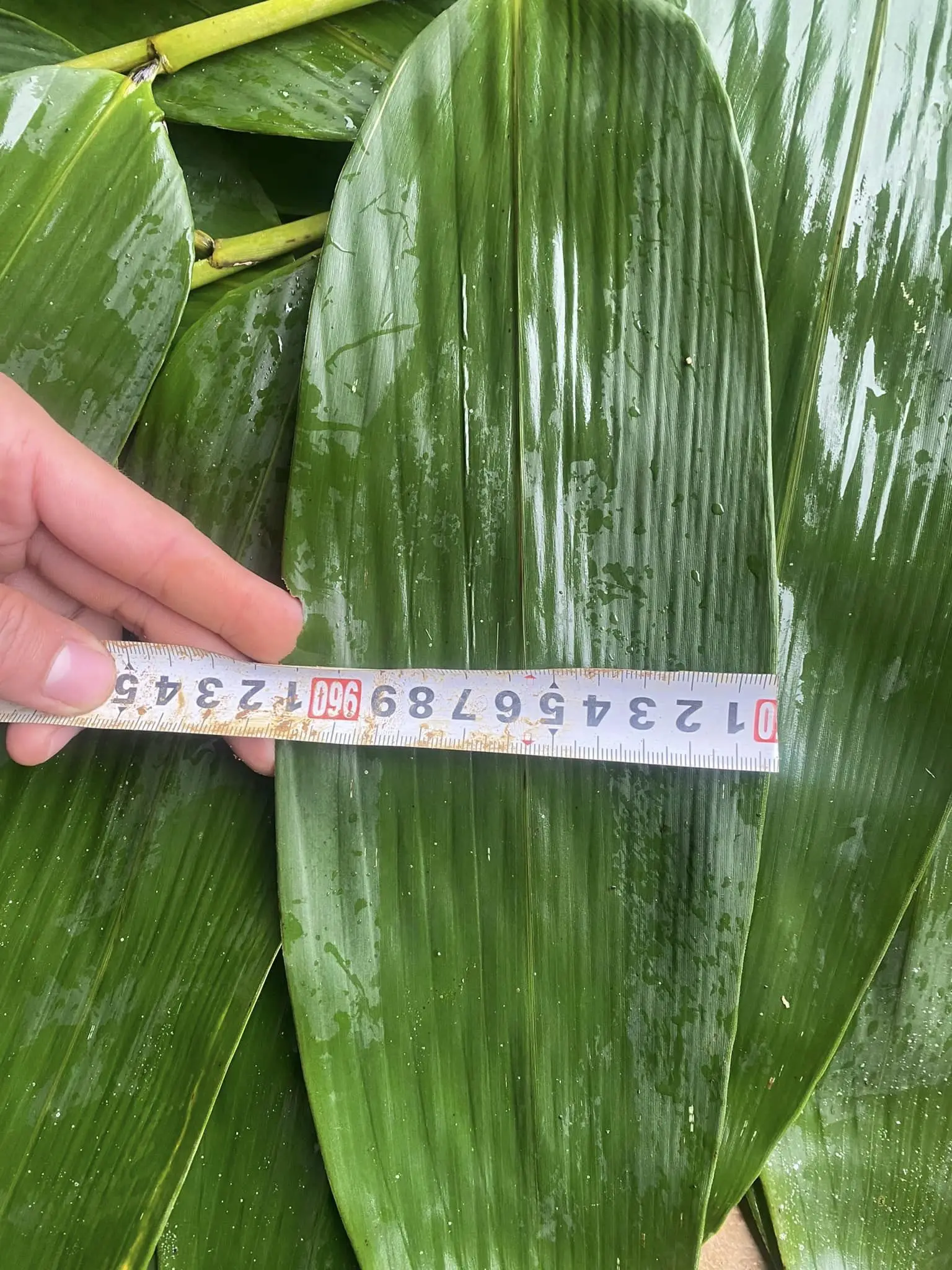 Dried Bamboo Leaves - Natural Green for Zongzi & Sushi